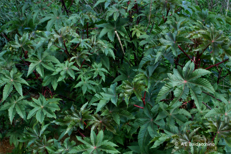 Castor Oil tree – Ricinus communis – ir-Riġnu – Chadwick Lakes