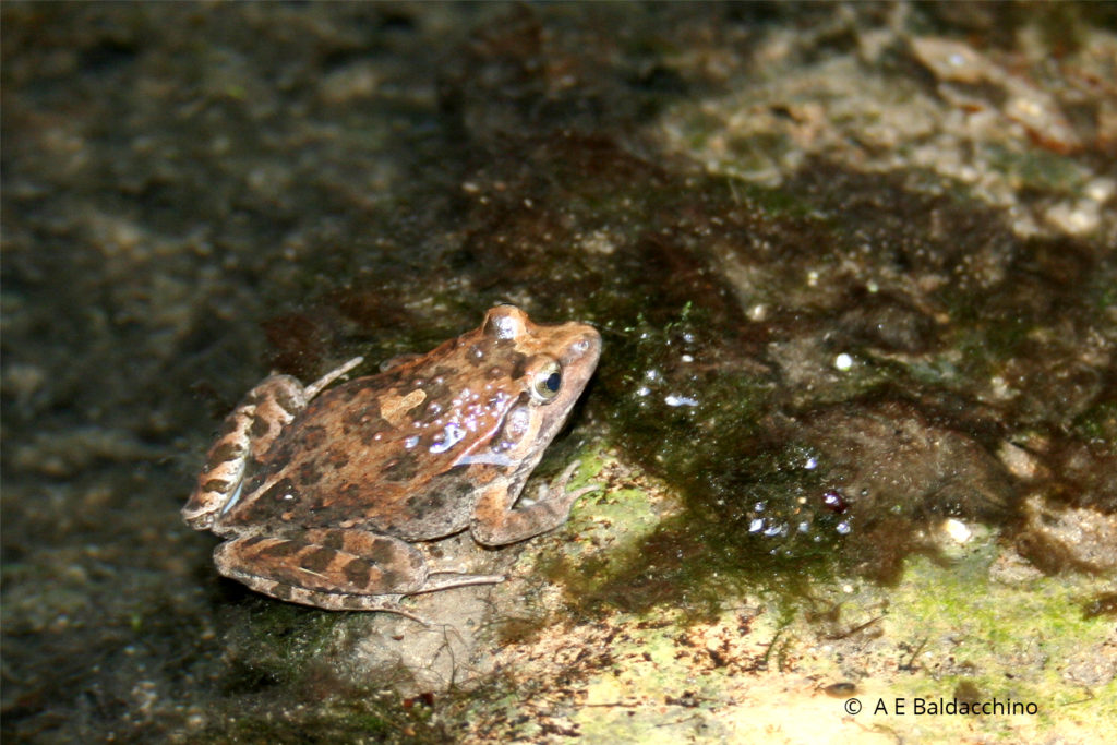 Painted frog – Discoglossus pictus pictus – Iż-Żrinġ – Chadwick Lakes