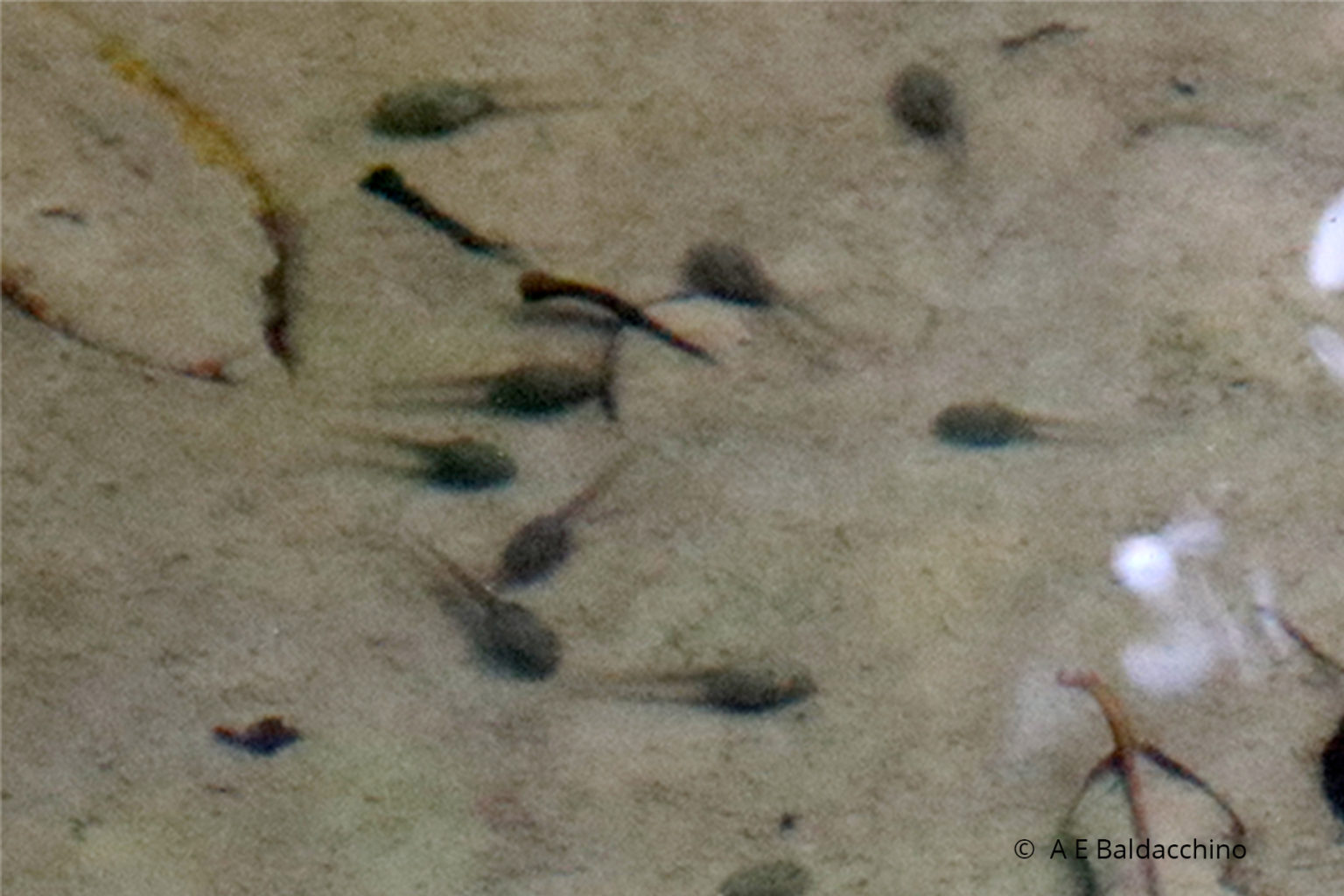 Painted frog – Discoglossus pictus pictus – Iż-Żrinġ – Chadwick Lakes
