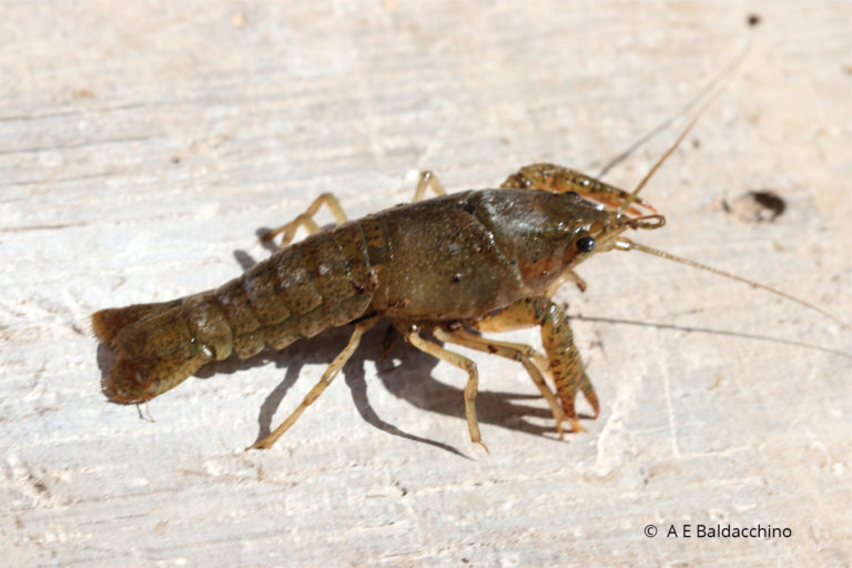 Red swamp crayfish – Procambarus clarkii – iċ-Ċkala l-ħamra tal-Ilma ...