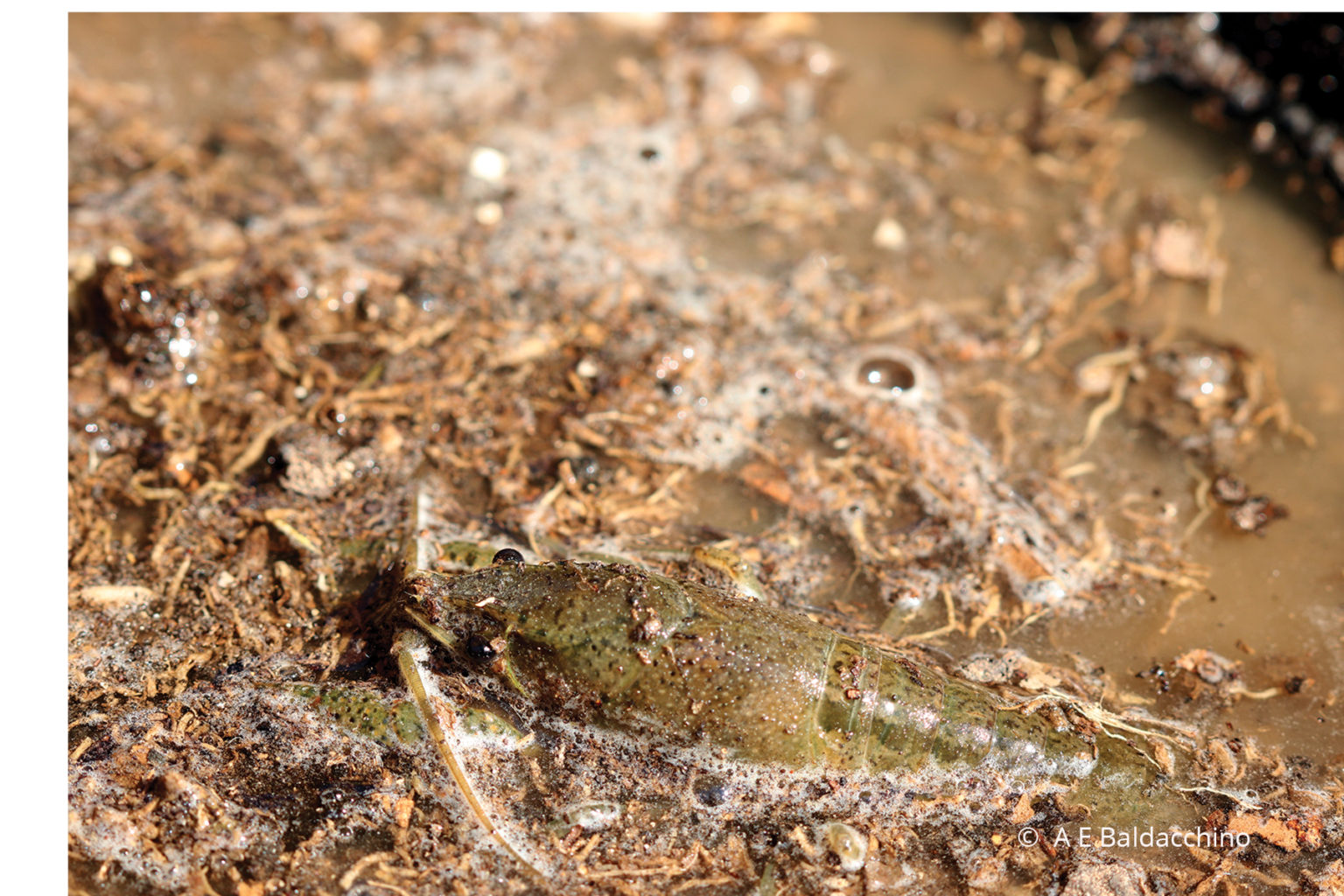 Red swamp crayfish – Procambarus clarkii – iċ-Ċkala l-ħamra tal-Ilma ...