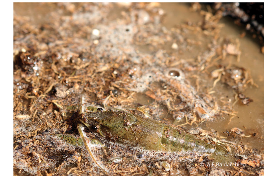 Red swamp crayfish – Procambarus clarkii – iċ-Ċkala l-ħamra tal-Ilma ...