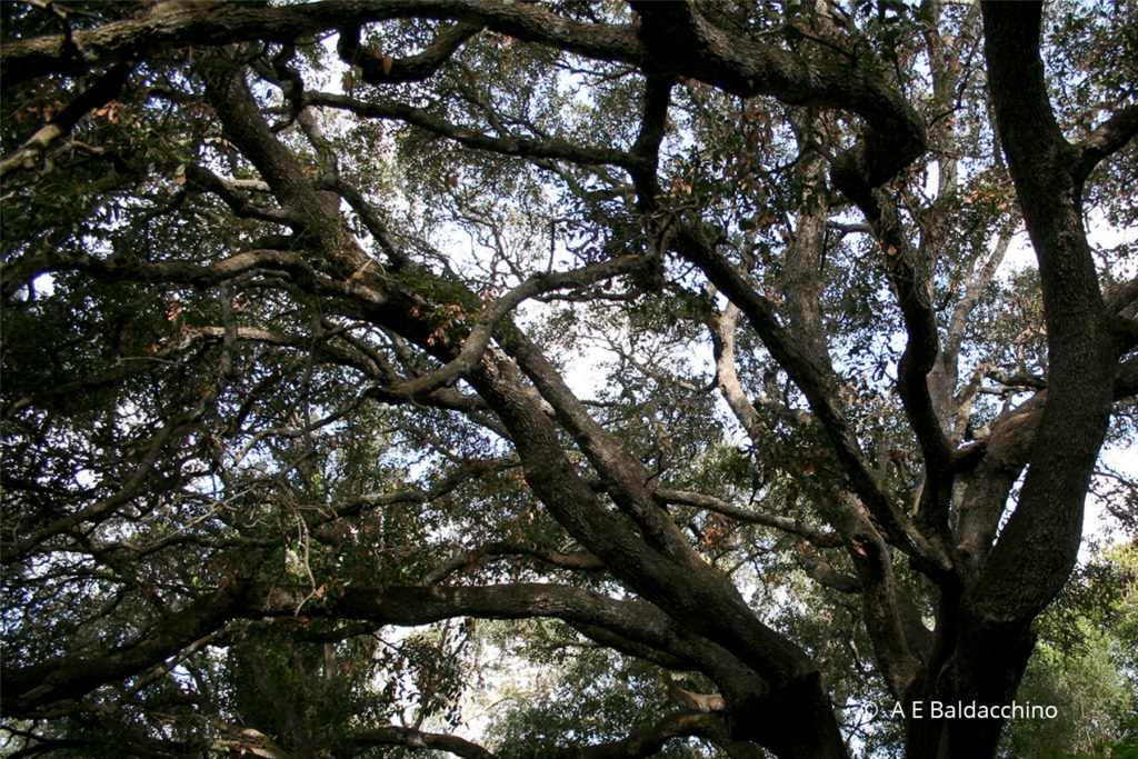 Evergreen Holm Oak – Quercus ilex – Il-balluta – Chadwick Lakes