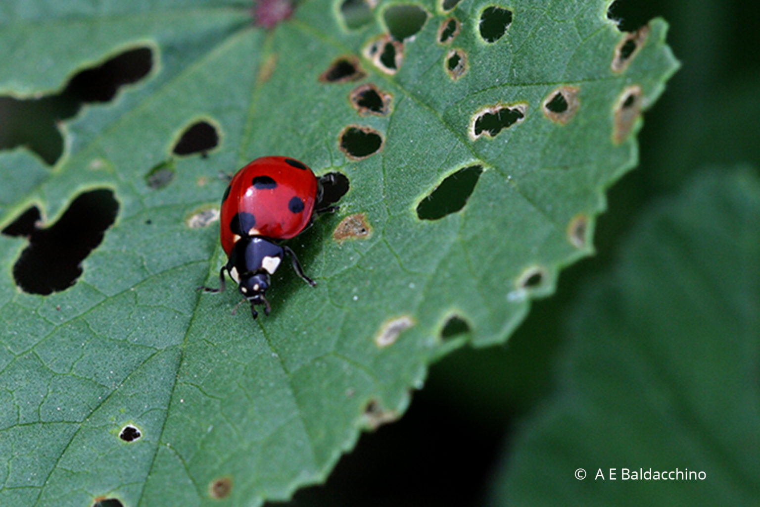 Seven-spot Ladybird – Coccinella septempunctata – Nannakola tas-Seba ...
