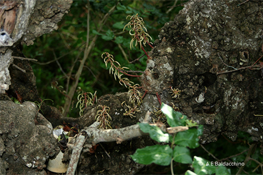 Carob tree – Ceratonia siliqua – Il-Ħarruba – Chadwick Lakes