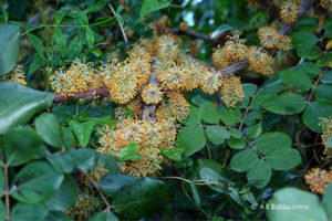 Carob tree – Ceratonia siliqua – Il-Ħarruba – Chadwick Lakes