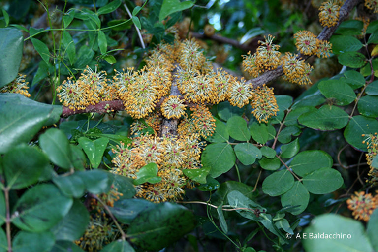 Carob tree – Ceratonia siliqua – Il-Ħarruba – Chadwick Lakes