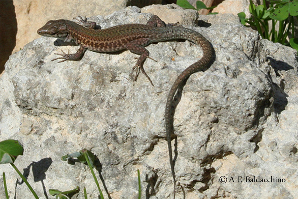 Maltese Wall Lizard – Podarcis filfolensis maltensis – il-Gremxula ta ...