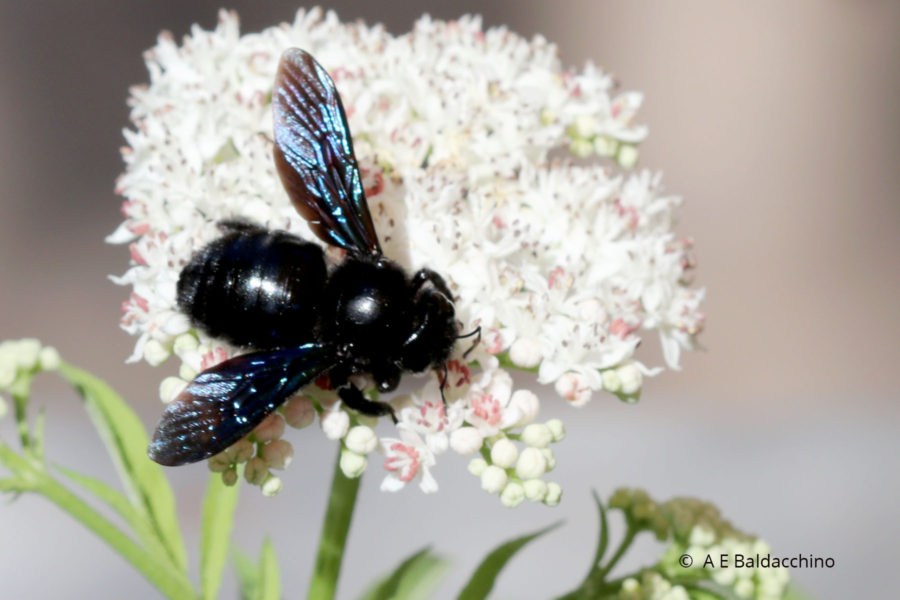 Large carpenter bee – Xylocopa violacea – il-Bomblu l-iswed – Chadwick ...