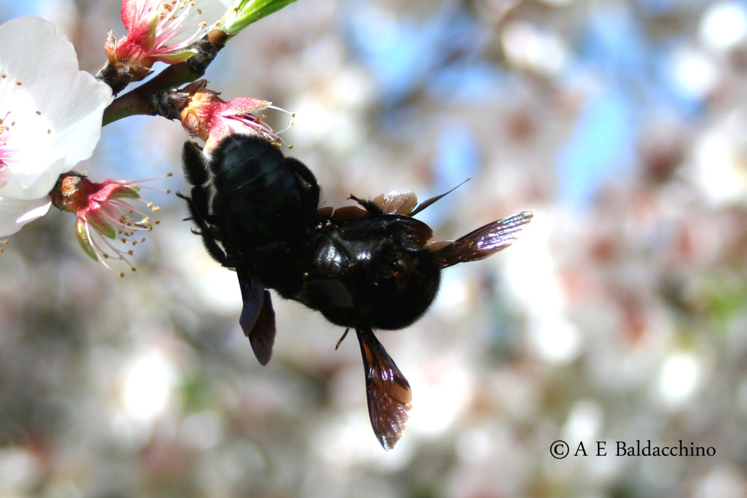 Large carpenter bee – Xylocopa violacea – il-Bomblu l-iswed – Chadwick ...