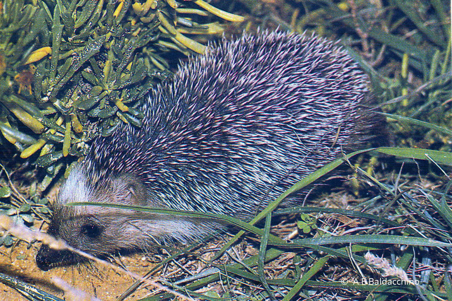 Vagrant hedgehog – Erinaceus algirus – il-Qanfud – Chadwick Lakes